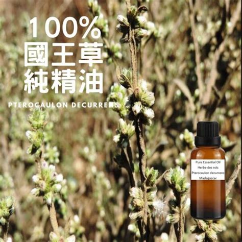 100 國王草 小翼菊 純精油Herbe des rois pure essential oil healingplantsprotw