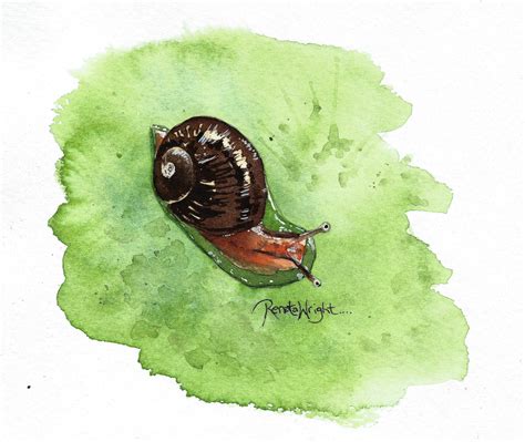 Watercolor Snail At Explore Collection Of