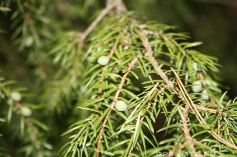 Веник из можжевелового лапника. На Руси издревле люди парились в банях ...