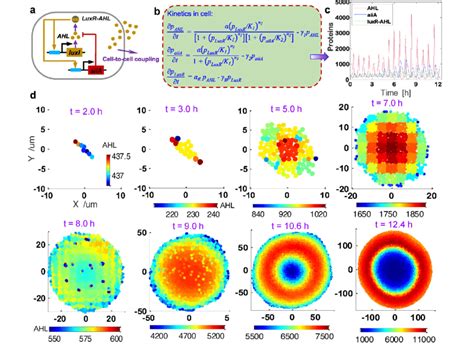 Dem Simulations Spontaneous Biological Pattern Formation In Model