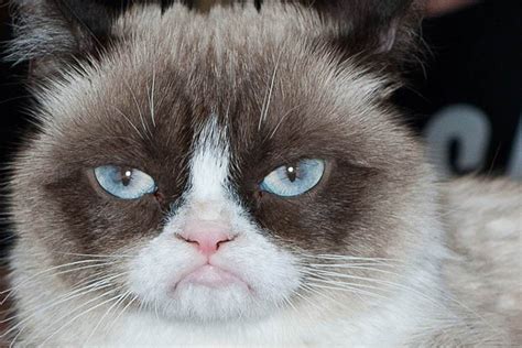 Grumpy Cat Passed Away Stagg Online