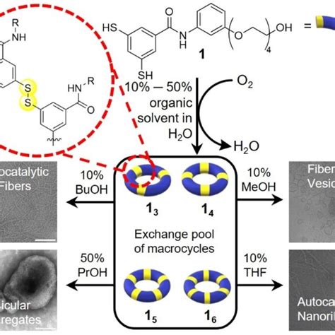 polymorphs emerging from a single building block dynamic combinatorial