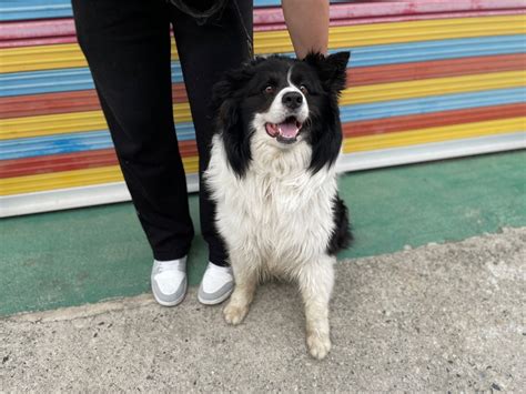 보더콜리 해야 닥스훈트무료입양사이트 도베르만무료입양사이트 말티치무료입양사이트 말티폼무료입양사이트 보더콜리무료입양사이트 프렌치불독무료입양사이트 빠삐용무료입양사이트 파피용무료