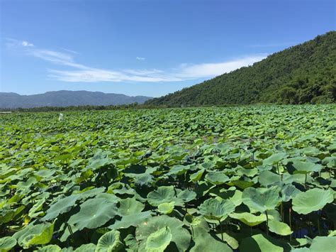 產地拜訪 花蓮志學東華有機農場 248農學市集