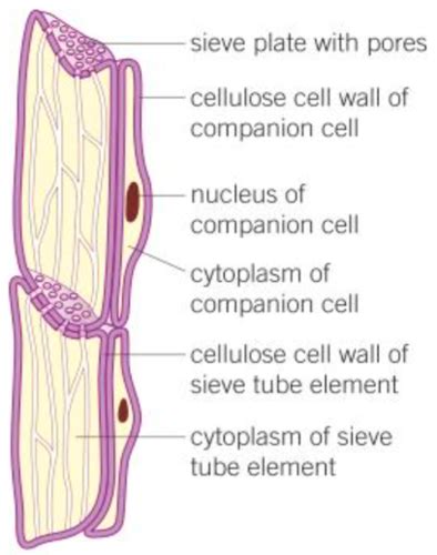 Transport Of Organic Substances In The Phloem Biology A Level Flashcards Quizlet