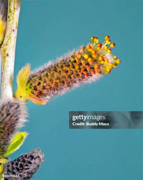 Catkin Bush Photos And Premium High Res Pictures Getty Images