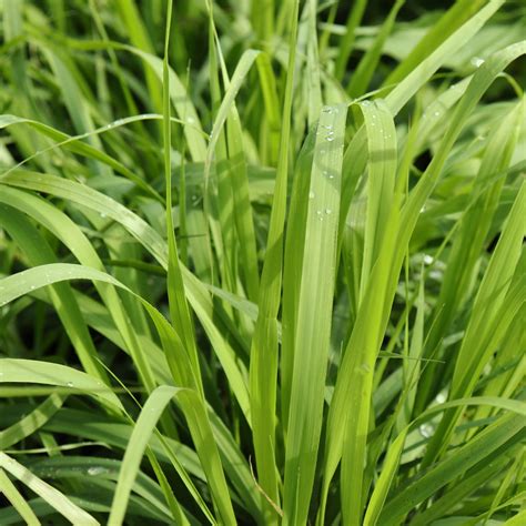 Purple Love Grass Pinders Nursery