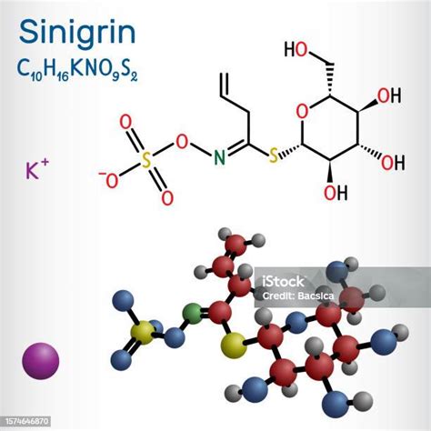 Sinigrin 알릴 글루코시 놀 레이트 분자 Brassicaceae 계통의 식물에서 발견되는 글루코 시드 계열의 글루코시 놀 레이트 구조 화학식 분자 모델 벡터 검은색에