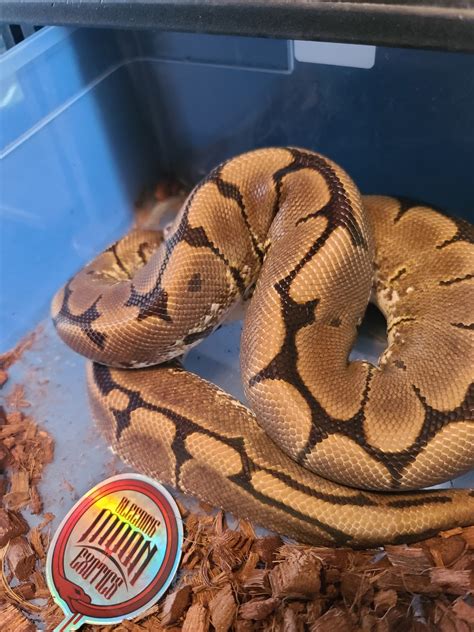 Spider Het Albino Female Ball Python By Bleeding Moon Exotics Morphmarket