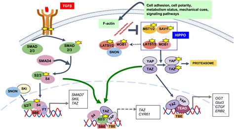 TGF β and HIPPO Signaling Pathways Interplay in Distinct Hepatic Contexts
