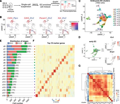 Molecular And Spatial Signatures Of Mouse Embryonic Endothelial Cells At Single Cell Resolution