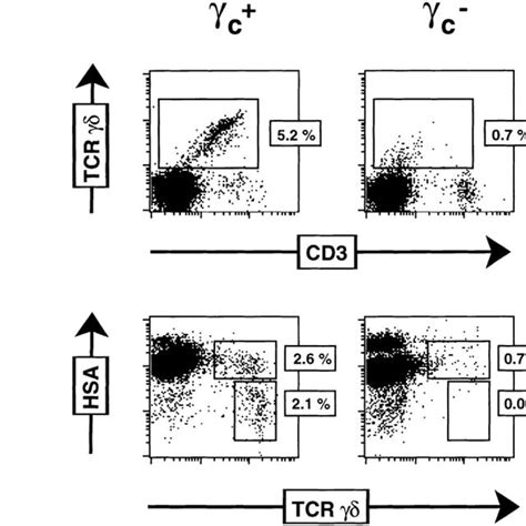Flow Cytometric Analysis Of γ δ T Cells From Adult γc⁺ And γc⁻ Mice Download Scientific