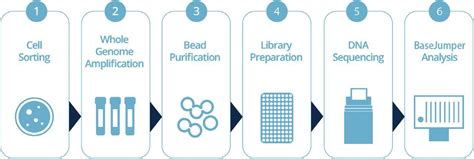 Integrated Workflows For Single Cell Genome Analysis