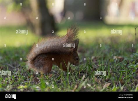 Squirrel Searching For Food Stocks On The Ground In Spring Shallow