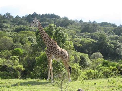 Dr Schumm Steve Schumm D D S