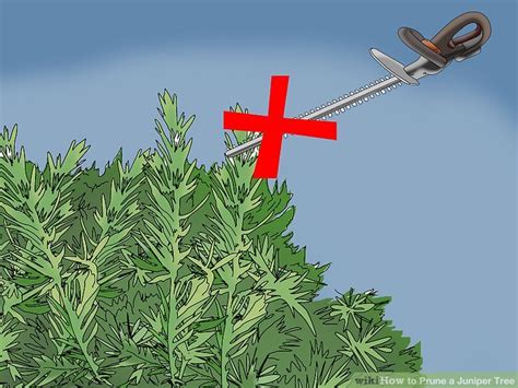 How To Prune A Juniper Tree Steps With Pictures WikiHow