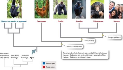 Evolutionary Patterns Phylogeny And Fossils Biology How Life Work Biology
