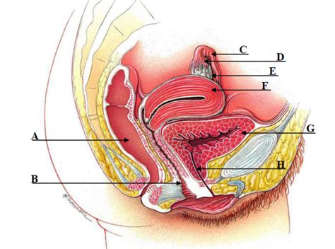 Solved Use The Diagram Below To Answer Chegg Com