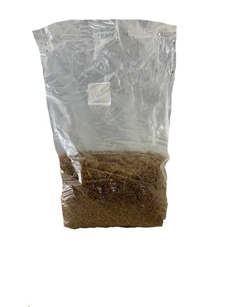 White Millet Grain Spawn LB Block Etsy