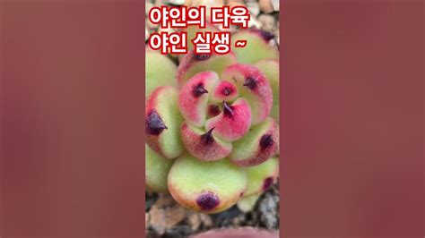 하루 마무리 잘 하시고 꿀잠요~ 빈예서 파종이 실생 다육 다유기 다육이 다육식물 반려식물 다육판매 다육이판매 다육이키우기 다육인스타그램 매혹이 청주