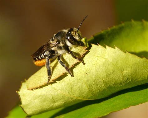 Leaf Cutter Bees Uk Identification