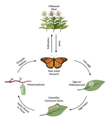 Chapter 8 Parasitism And Mutualism Applied Ecology
