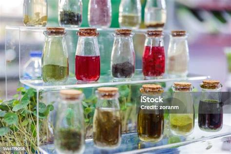 코르크 수도꼭지가있는 작은 병에 다양한 허브가 함유 된 올리브 오일 우려낸 오일에 대한 스톡 사진 및 기타 이미지 우려낸 오일 손수 만든 한방약 Istock