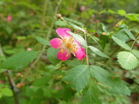 Baldhip Rose Rosa Gymnocarpa