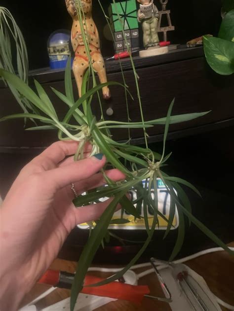 Are These Spider Plant Babies Ready To Cut Rhouseplants