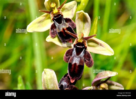 Bee Fly Hybrid Orchid Small Bear Like Appearancecalcium Rich Soil