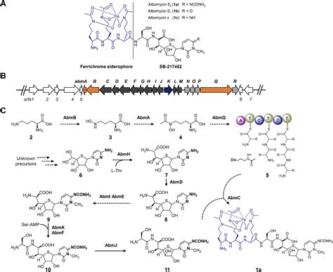 Elucidation Of The Ferrichrome Siderophore Biosynthetic Pathway In