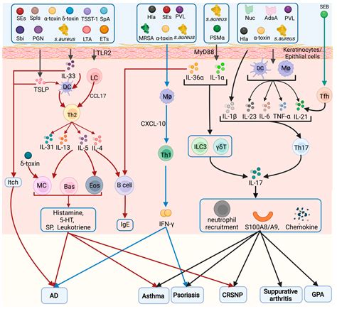 Toxins Pathogenesis Of Staphylococcus Aureus Bacteriology Notes