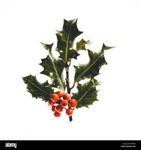 Holly Red Berries Tree Cut Out Stock Images And Pictures Alamy