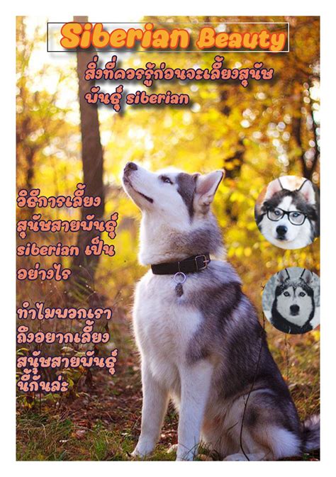Siberian Beauty Ast หน้าหนังสือ 1 10 พลิก Pdf ออนไลน์ Pubhtml5