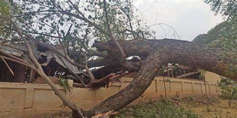 Dvb ပုဂံ ညောင်ဦးတွင် လေပြင်းတိုက်ခတ်၊ ဘုရားတံတိုင်းနှင့် နေအိမ်အချို့ သစ်ပင်ပိ