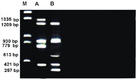 Rapd Profi Le Obtained By Opd 08 Primer Download Scientific Diagram