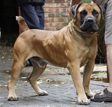 South African Boerboel Boerboel Origine Ajratw