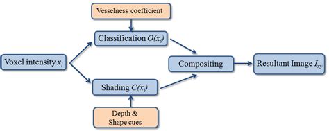Vascular Visualization