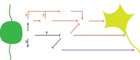 Schematic Representation Of Molecular Pathways Involved In Retinal
