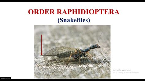 Order Raphidioptera Youtube