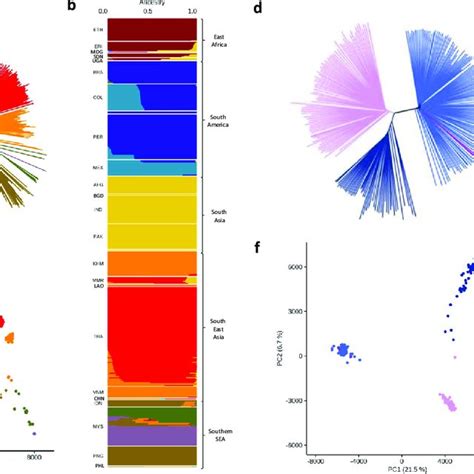 Population Structure Analysis Using The Whole Set Of 558 P Vivax Download Scientific Diagram
