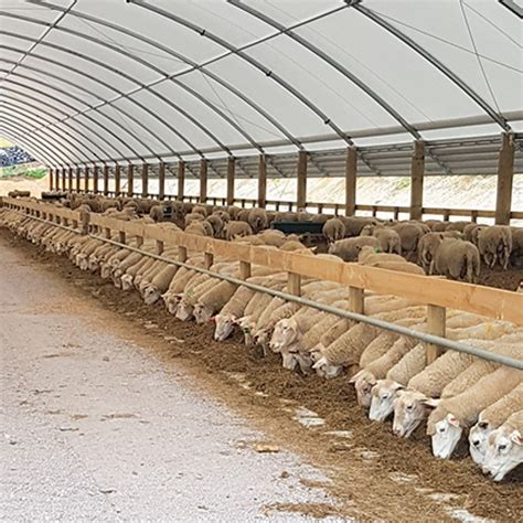 Dairy Sheep Shelters Custom Sheep Sheds Smartshelters