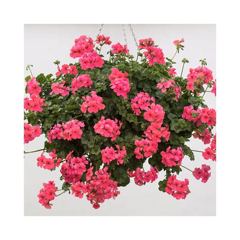 Trailing Geranium Happy Face Pink Uk