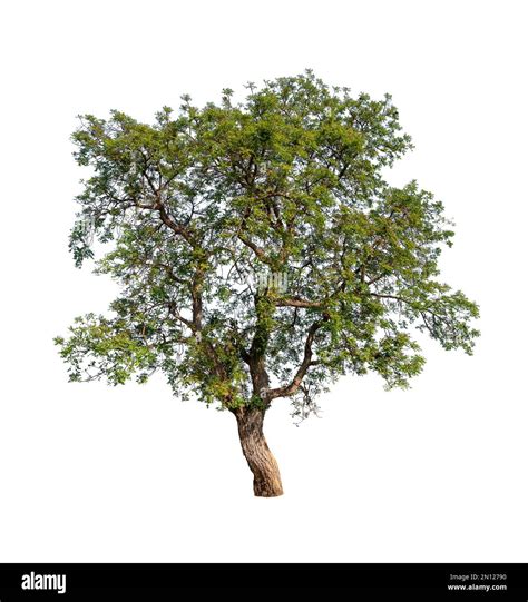 Single Oak Tree Field Cut Out Stock Images And Pictures Alamy