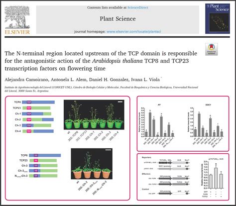 El Factor De Transcripción Tcp Tcp8 De Clase I De Arabidopsis Th