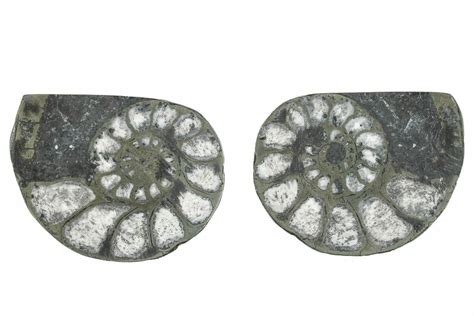 1 7 Pyritized Cut Ammonite Fossil Pair Morocco 276624 For Sale