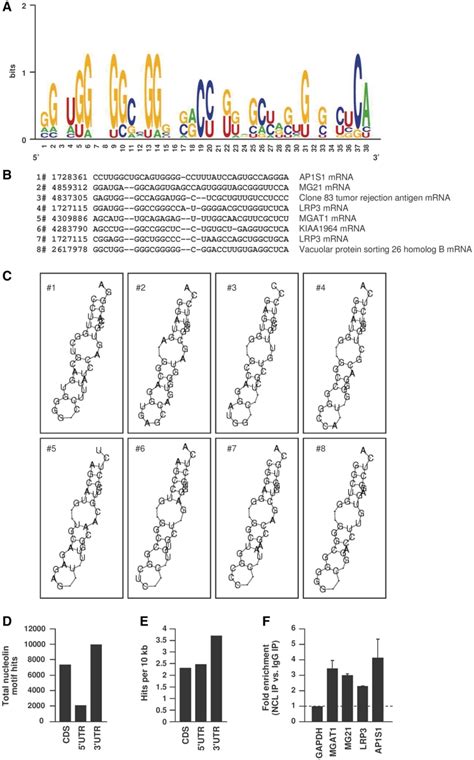 Sequence Structure And Genome Wide Predictions Of Nucleolin Binding Download Scientific