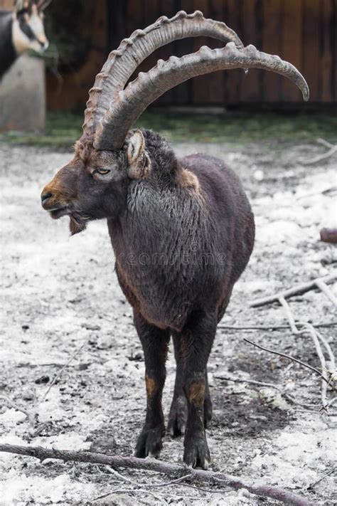 Ibex Male Portrait Stock Photos Free Royalty Free Stock Photos From Dreamstime