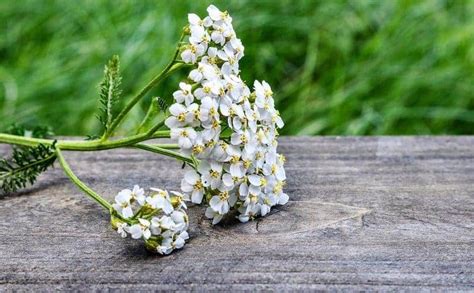 Тысячелистник: лечебные свойства и 10 народных рецептов