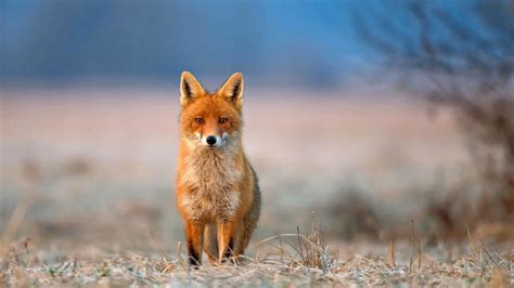 Fox Hd Wallpapers Top Free Fox Hd Backgrounds Wallpaperaccess
